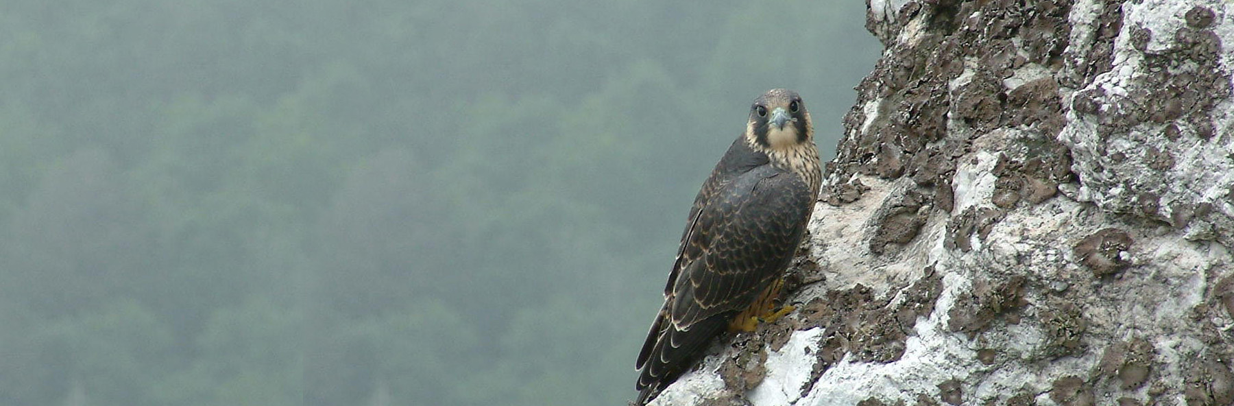 Peregrine Watch Updates - Mohonk Preserve