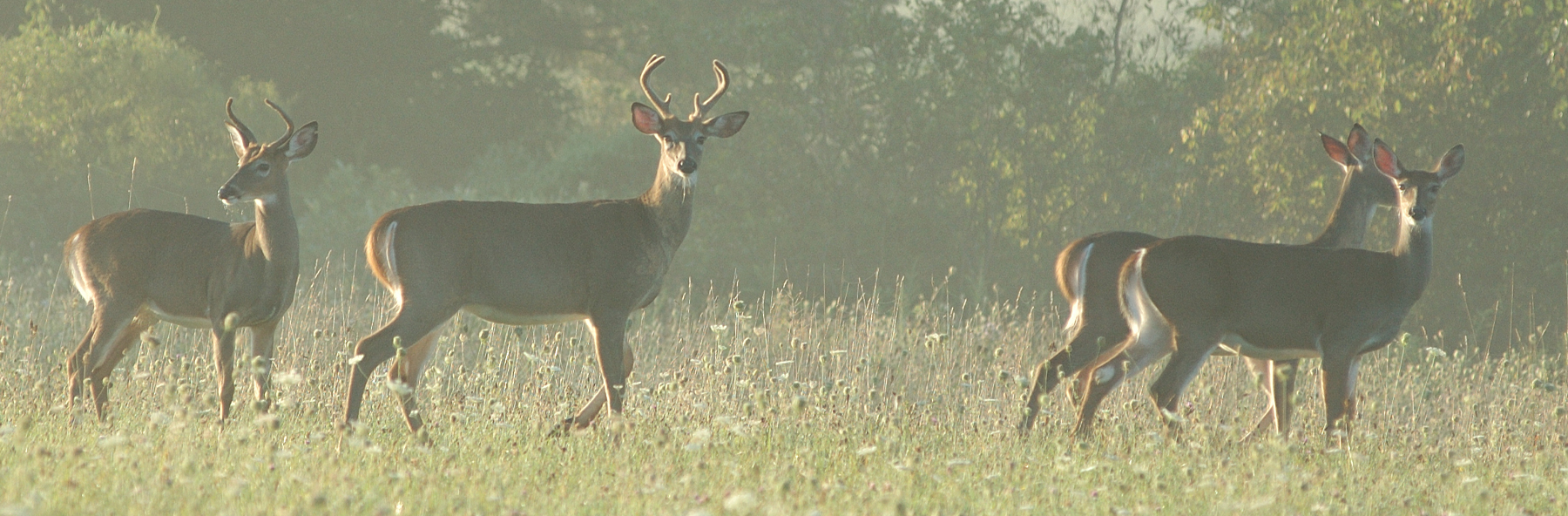 Deer Management Program - Mohonk Preserve