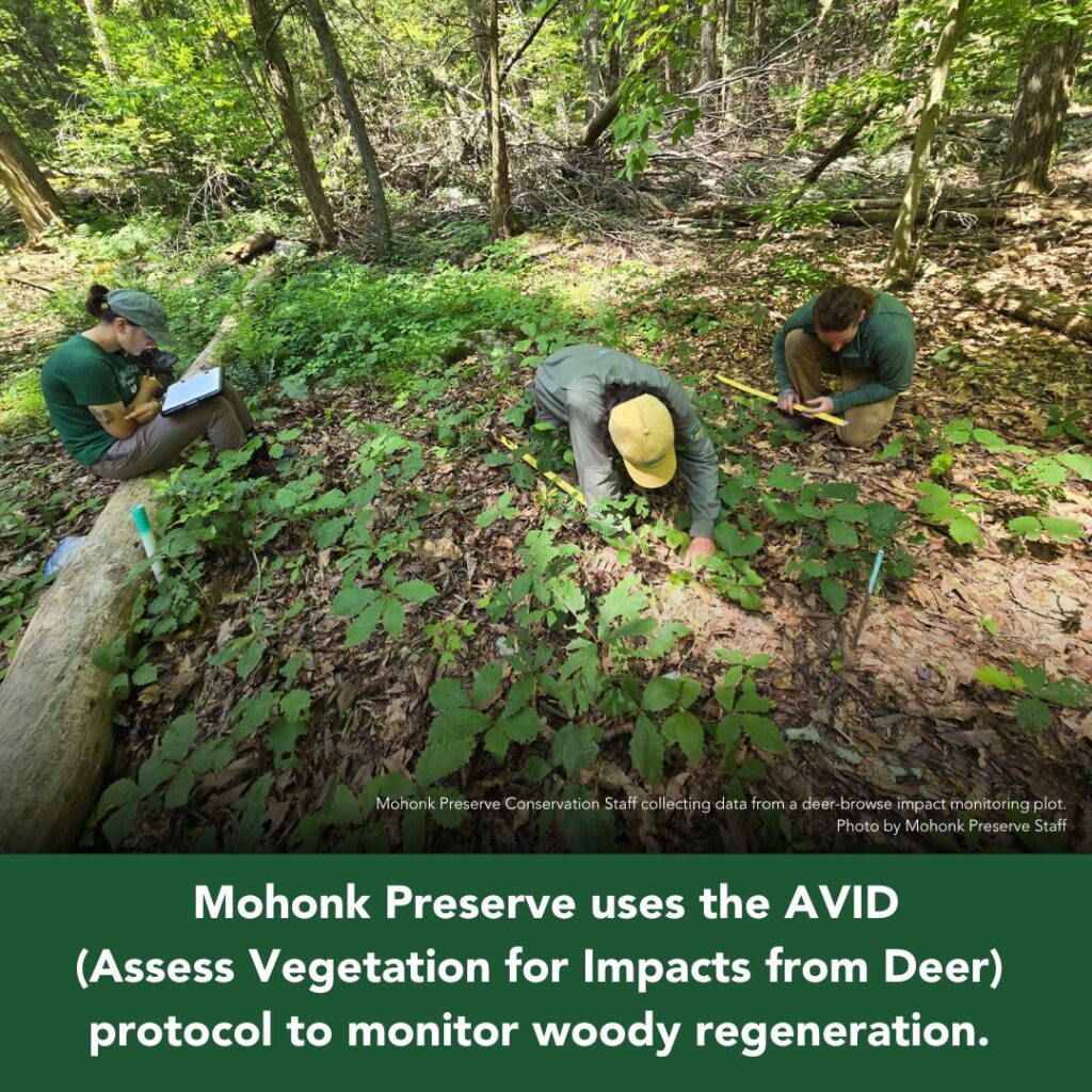 Deer Management Program - Mohonk Preserve