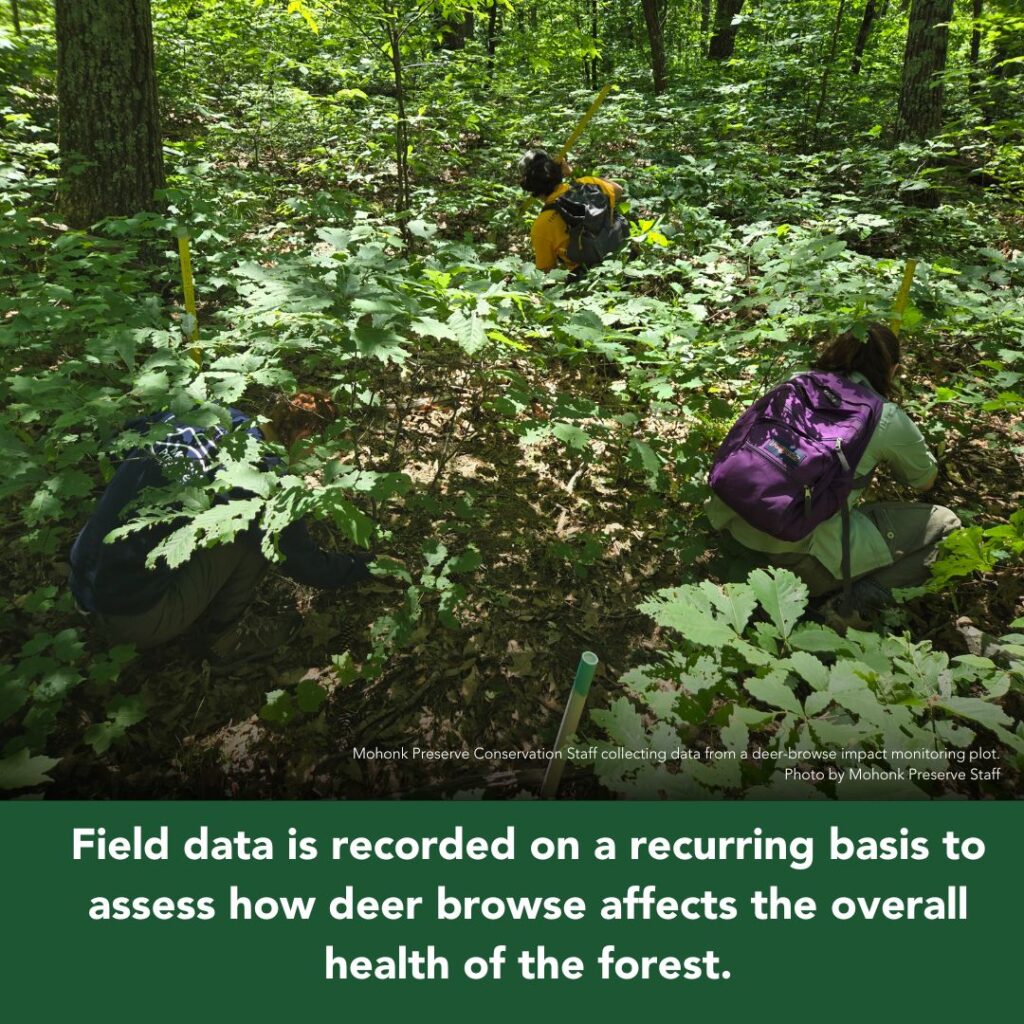 Deer Management Program - Mohonk Preserve